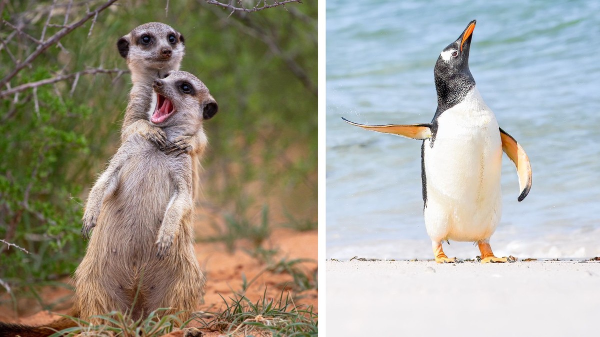 Comedy Wildlife Photography Awards – die lustigsten Tierbilder 2022