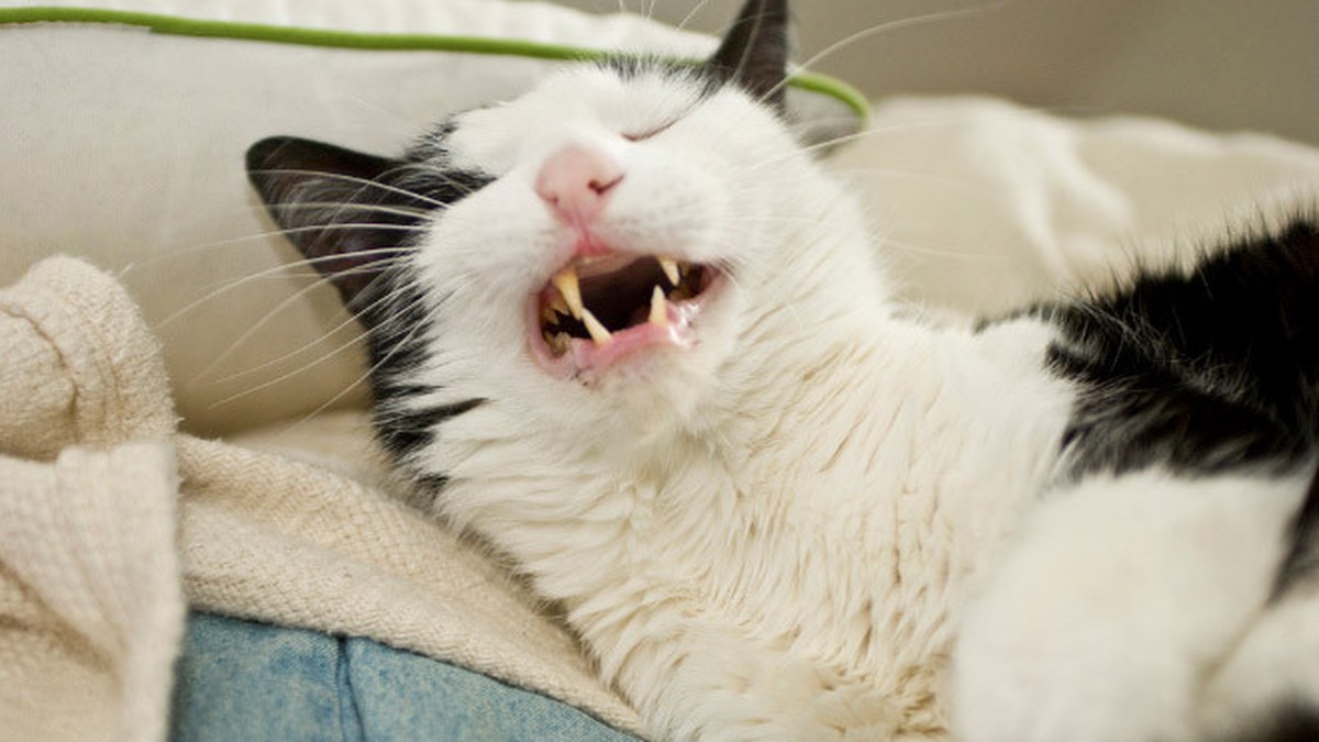 Wunderschone Wenn Katzen Niesen Fotos