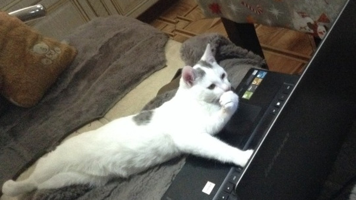 Die besten Geheimagenten dieser Welt sind immer noch Katzen