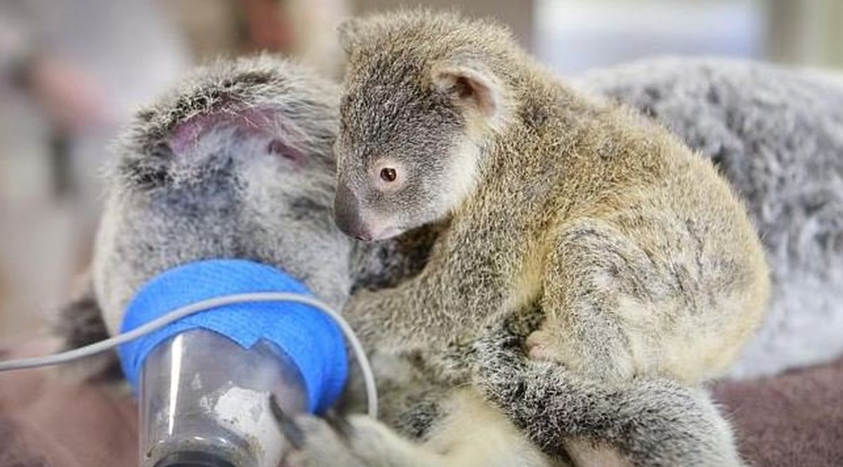 OMG! OMG! OMG!!! Hier umarmt ein Baby-Koala seine Mama, die gerade in ...