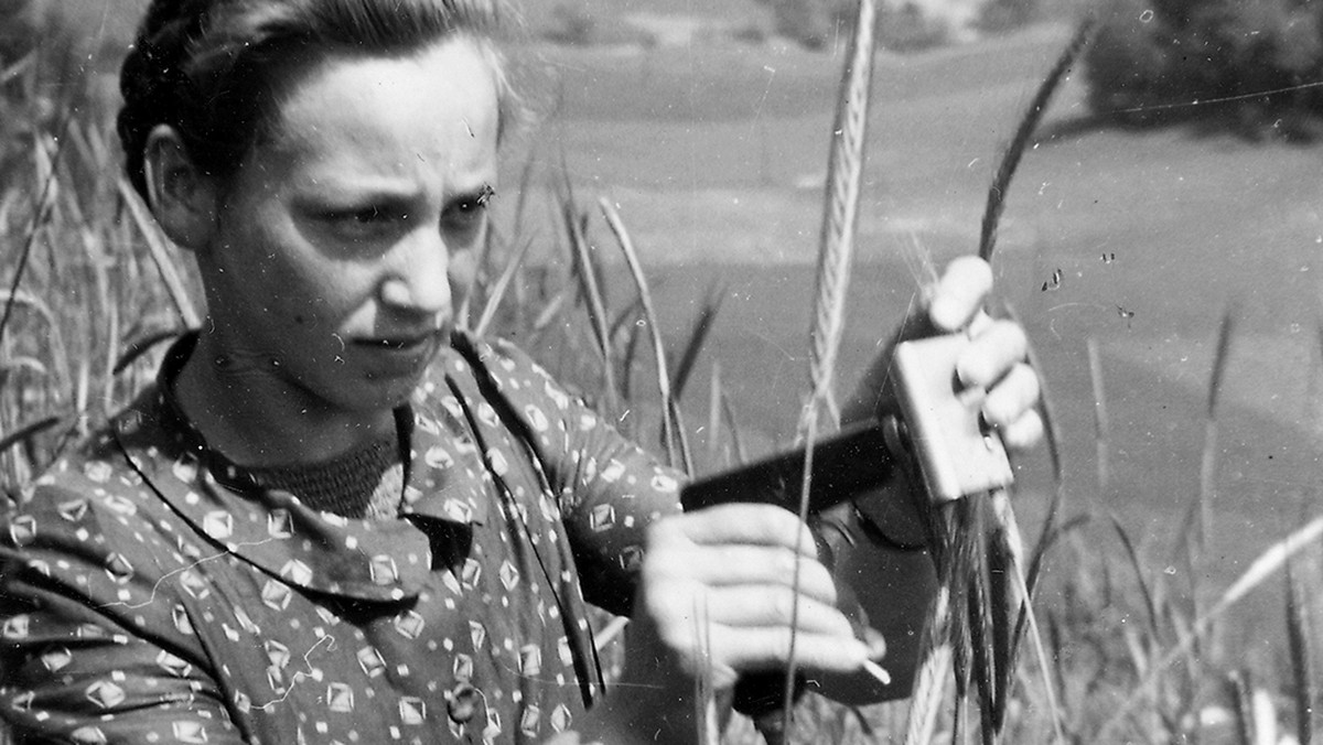 Mutterkorn für LSD: Wie in der Schweiz legal Drogen angebaut wurden