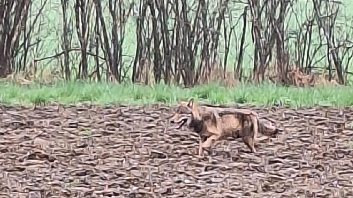 Wolf im Zürcher Weinland gesichtet