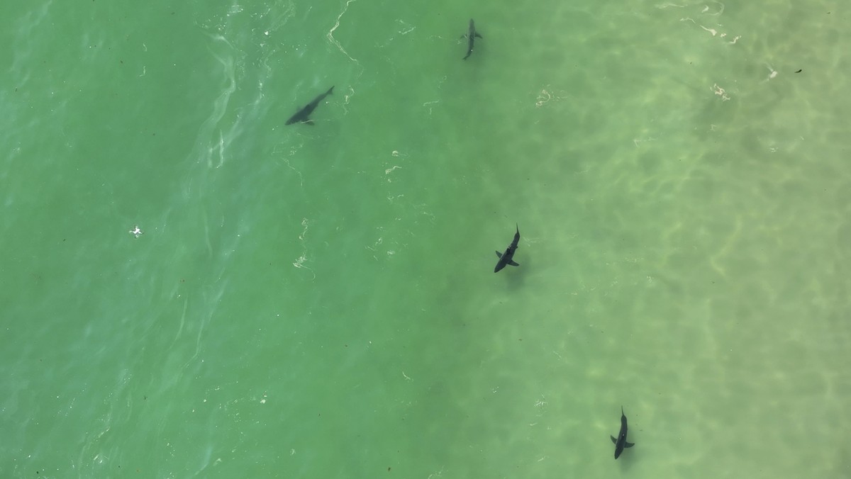 Junge Weisse Haie leben laut Studie gerne in Strand-Nähe
