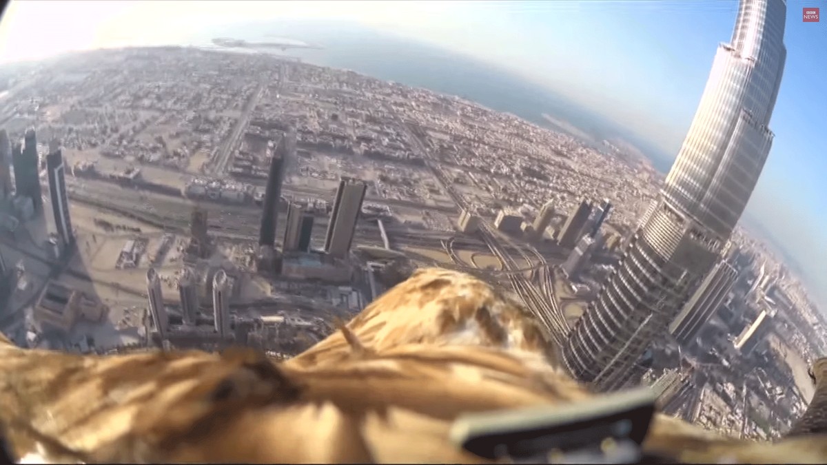 Falke fliegt über Dubai – BBC berichtet live