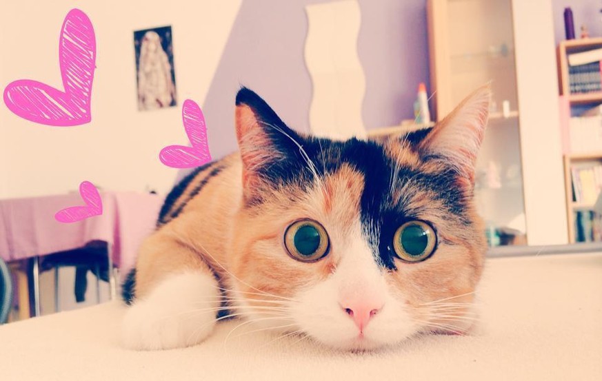 Sie haben entschieden: Luna, die blinde Katze, ist die süsseste von allen!
