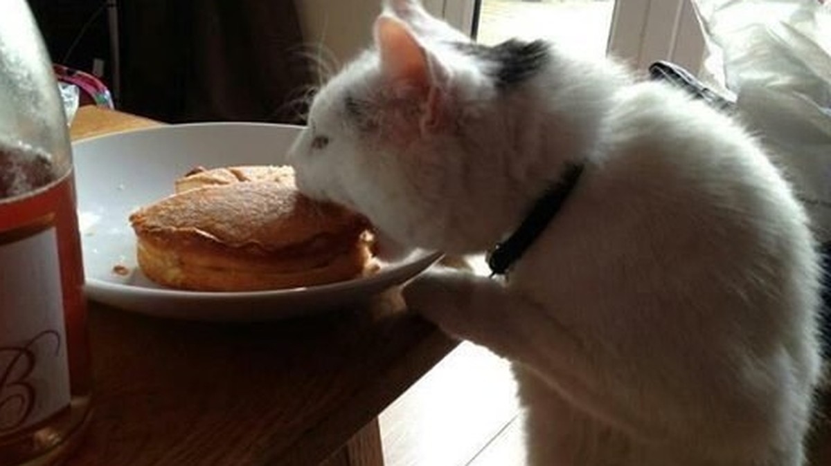 Mach's wie deine Katze: Wochenende nach Katzenart – chillen!