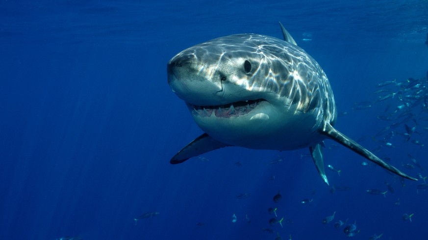 Weisser Hai nahe der Balearen entdeckt - watson