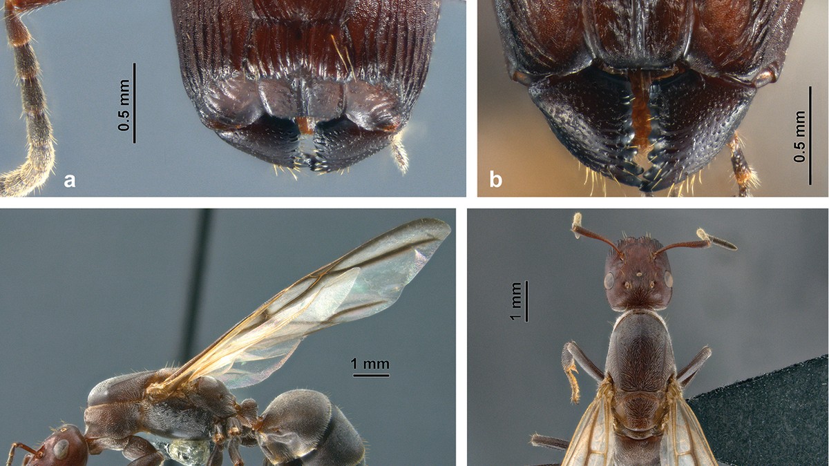 Colobopsis explodens: Kamikaze-Ameise auf Borneo entdeckt