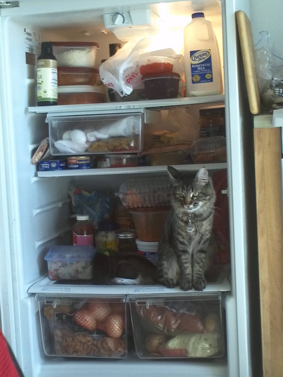 9 S sse Katzen Die Viel Aufmerksamkeit Brauchen