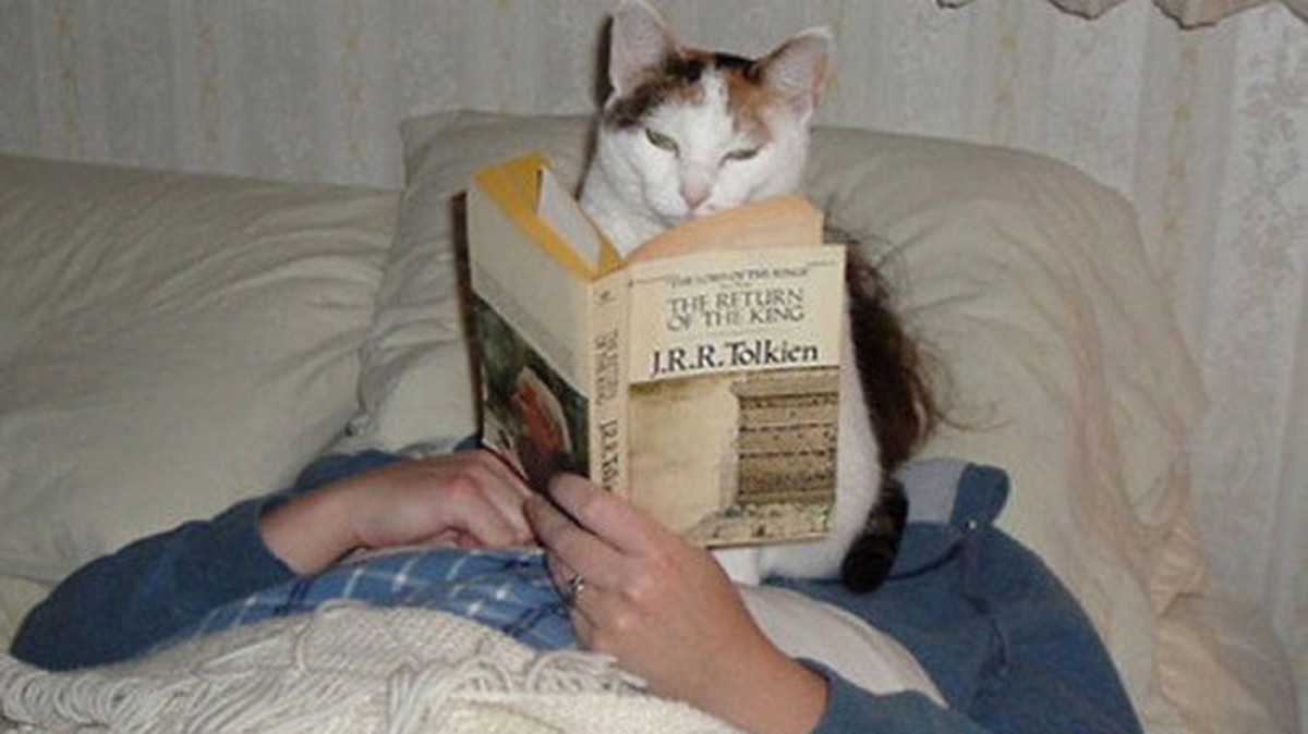 17 Beweise, dass Katzen immer intelligenter werden. Die Katzenevolution ...