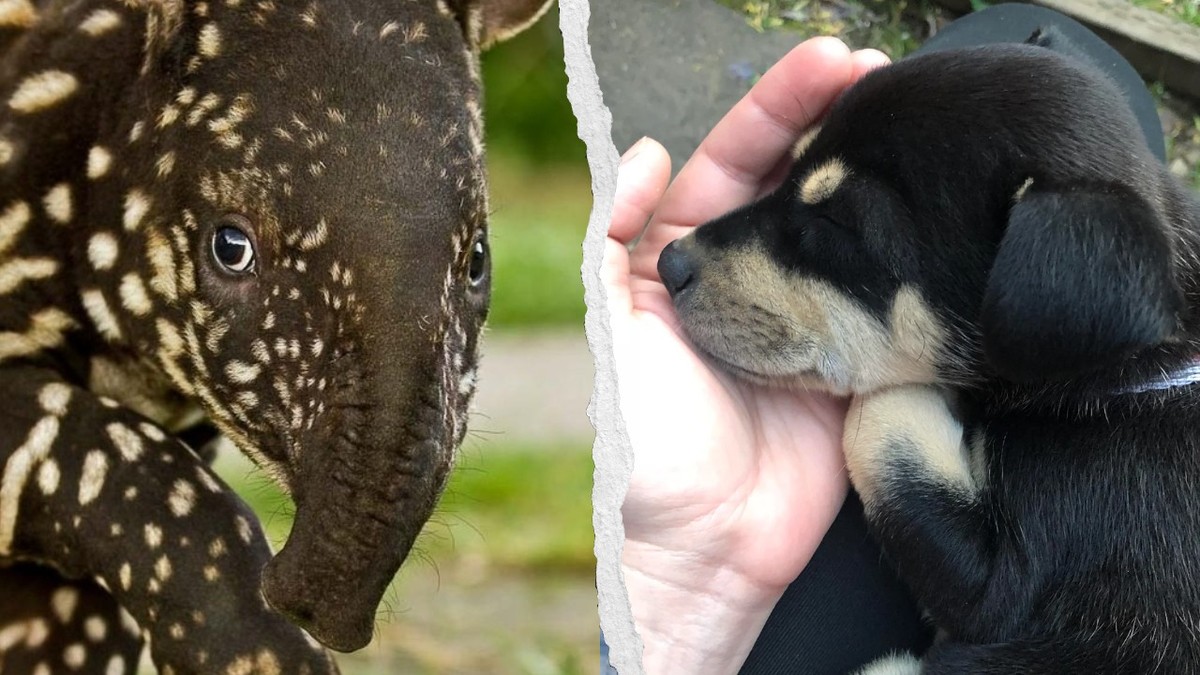 Cute News: Lustige Tierbilder von Hunden, Robben und Füchsen