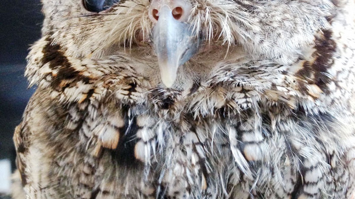 Das ist Zeus, die blinde Eule mit den Augen, in denen sich das ...