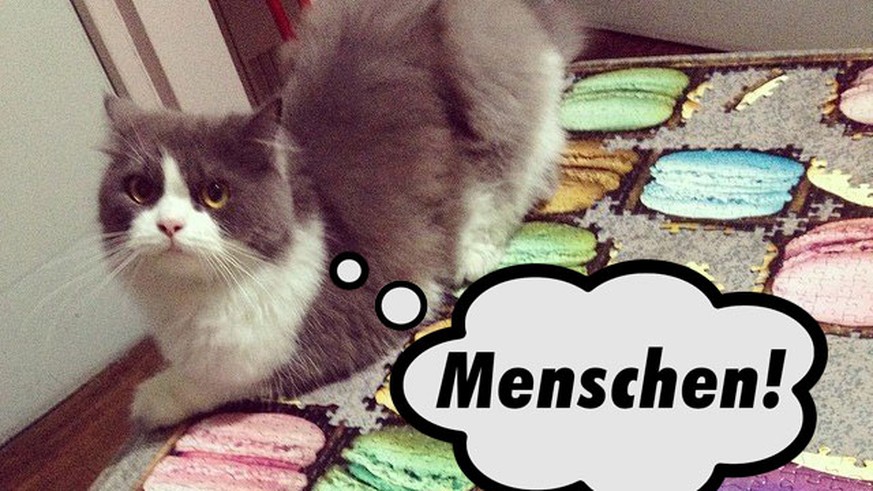 Das denkt deine Katze wirklich über dich und dein Leben - watson