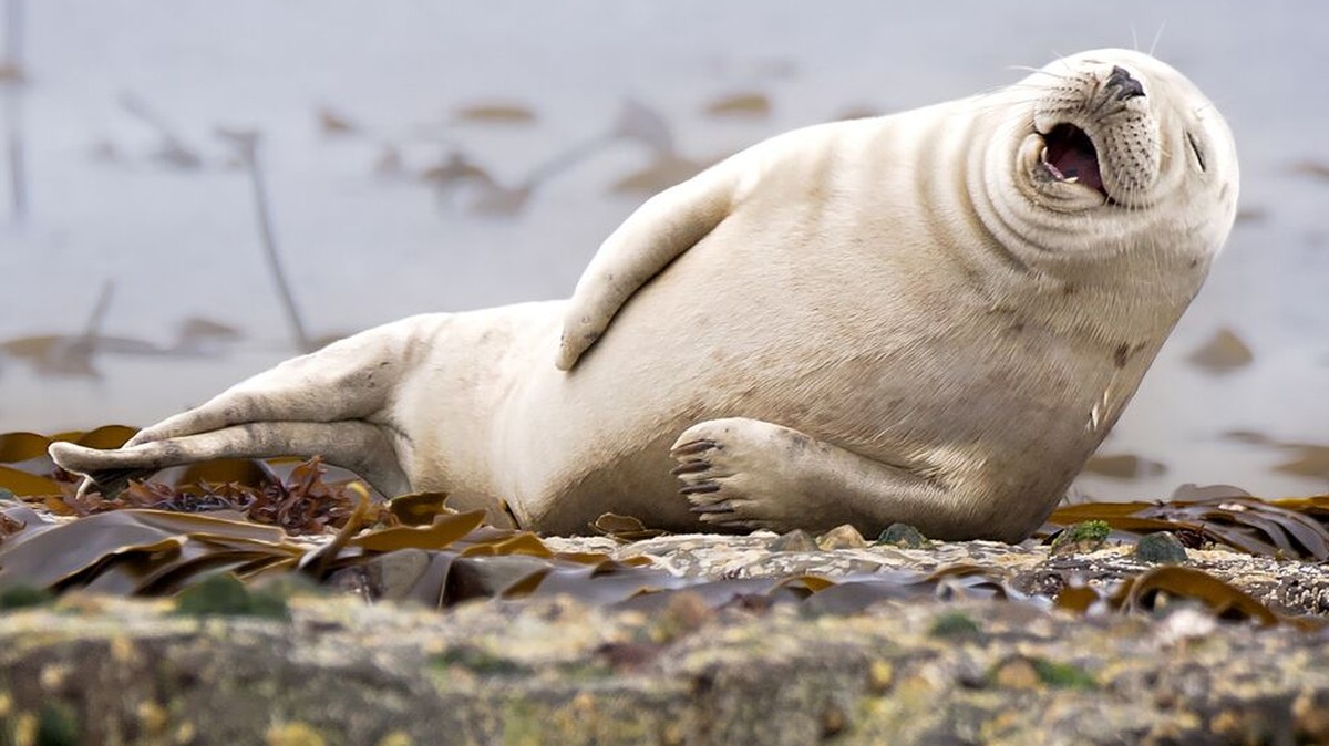 Fotografie: Die lustigsten Tierbilder der Welt, preisgekrönt