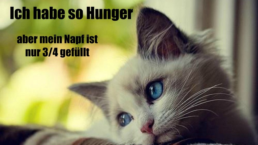Diese Memes zeigen, welche Sorgen unsere Katzen haben