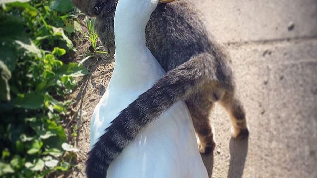 8 gute Gründe, warum Katzen so beliebt sind 8 gute Gründe, warum Katzen so beliebt sind