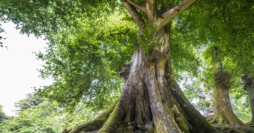 Im Internet verfügbar: «Baum des Lebens» vereint 2,3 Millionen bekannte ...