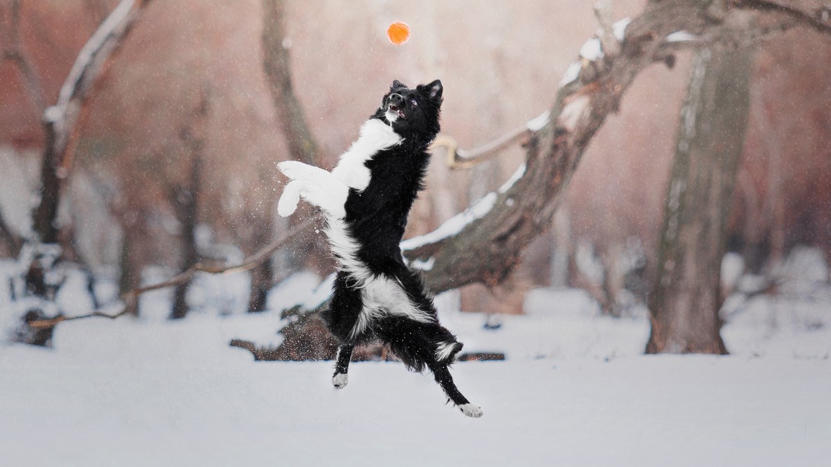 Kluge Hunde, dumme Hunde – Rangliste mit dem Border Collie