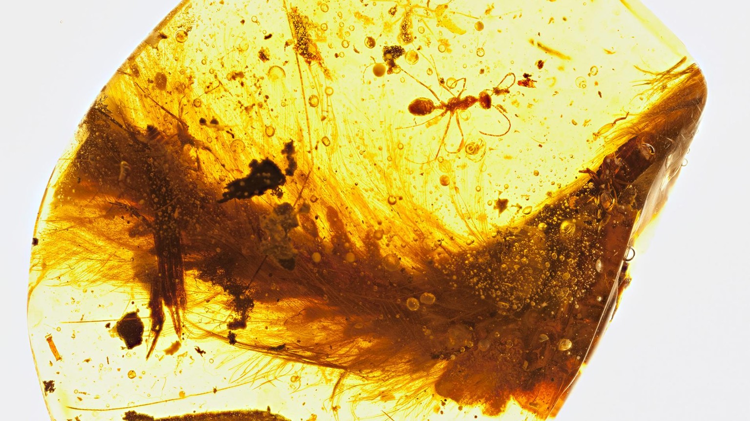 Sensationeller Bernstein-Fund beweist: Dinosaurier hatten FEDERN