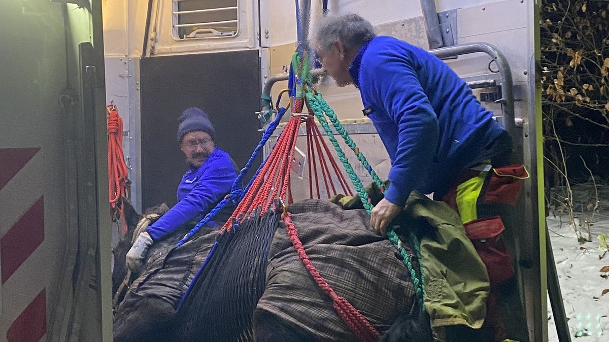 Pferd stürzt in Münchenstein BL in einen Abhang und wird gerettet