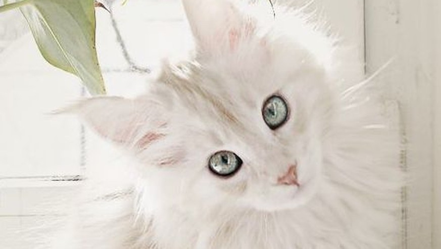 Wunderschöne, weisse Katzen können ganz schön frech sein