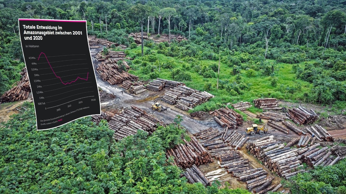 Wie Abholzung die Biodiversität des Regenwalds bedroht