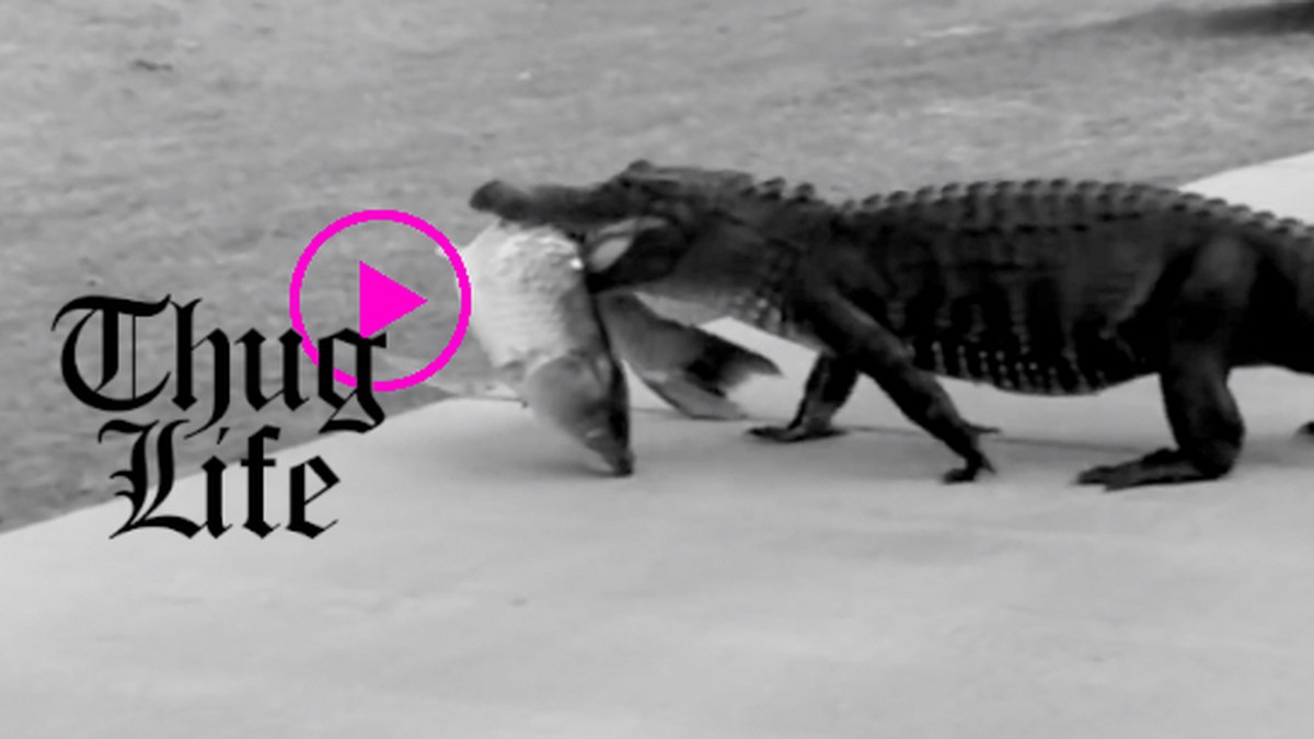 Alligator schleppt riesigen Fisch über Golfplatz