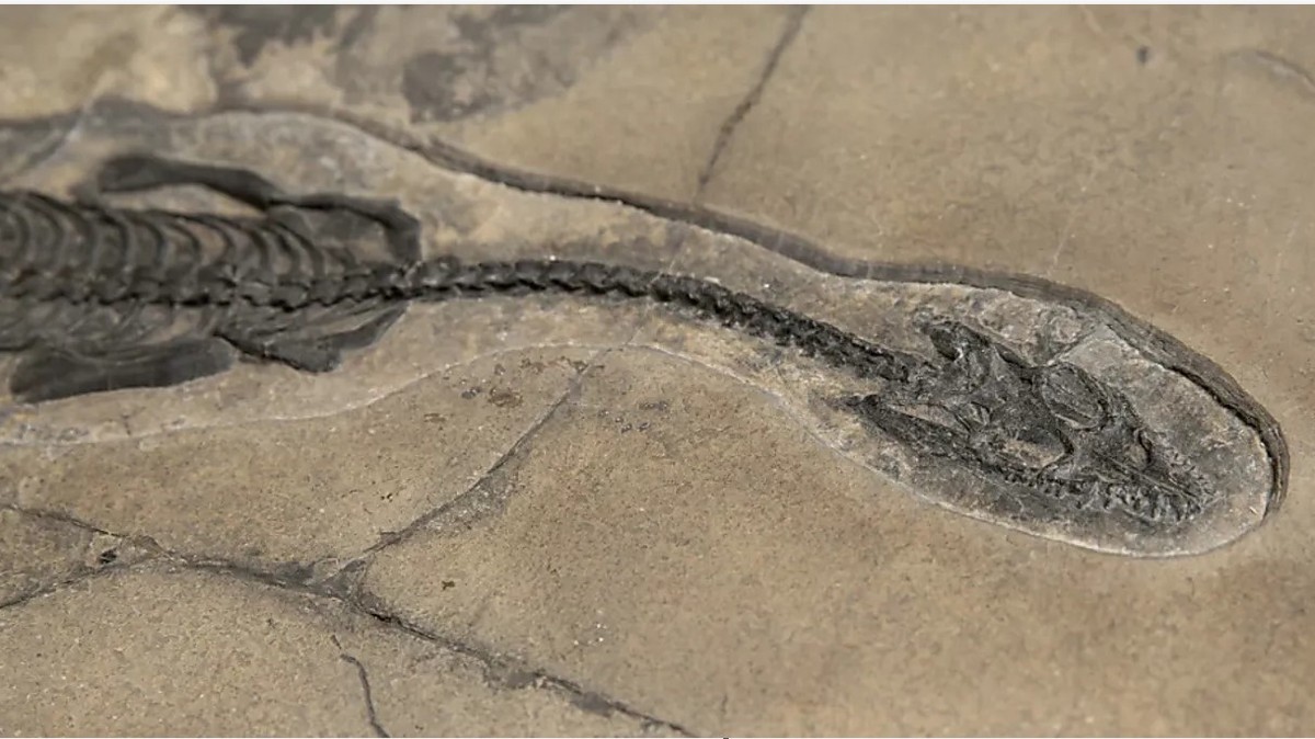 Neue Art von Meeresdinosaurier in Graubünden entdeckt