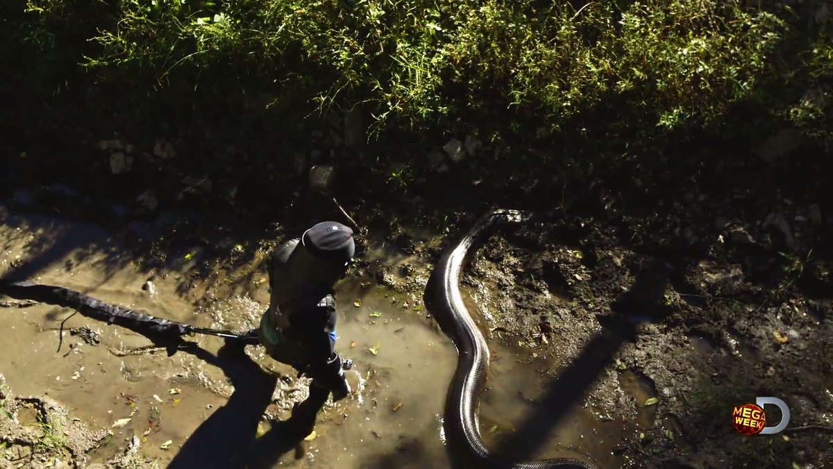 Mann lässt sich von Anakonda verspeisen