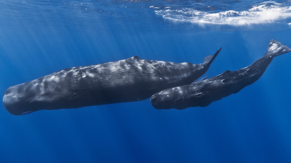 Eishai & Co.: Diese tierischen Rekorde sind beeindruckend