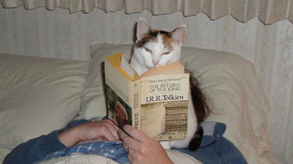 17 Beweise, dass Katzen immer intelligenter werden. Die Katzenevolution ...