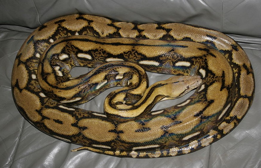 Sieben Meter lange Python verschlingt in Indonesien Erntearbeiter