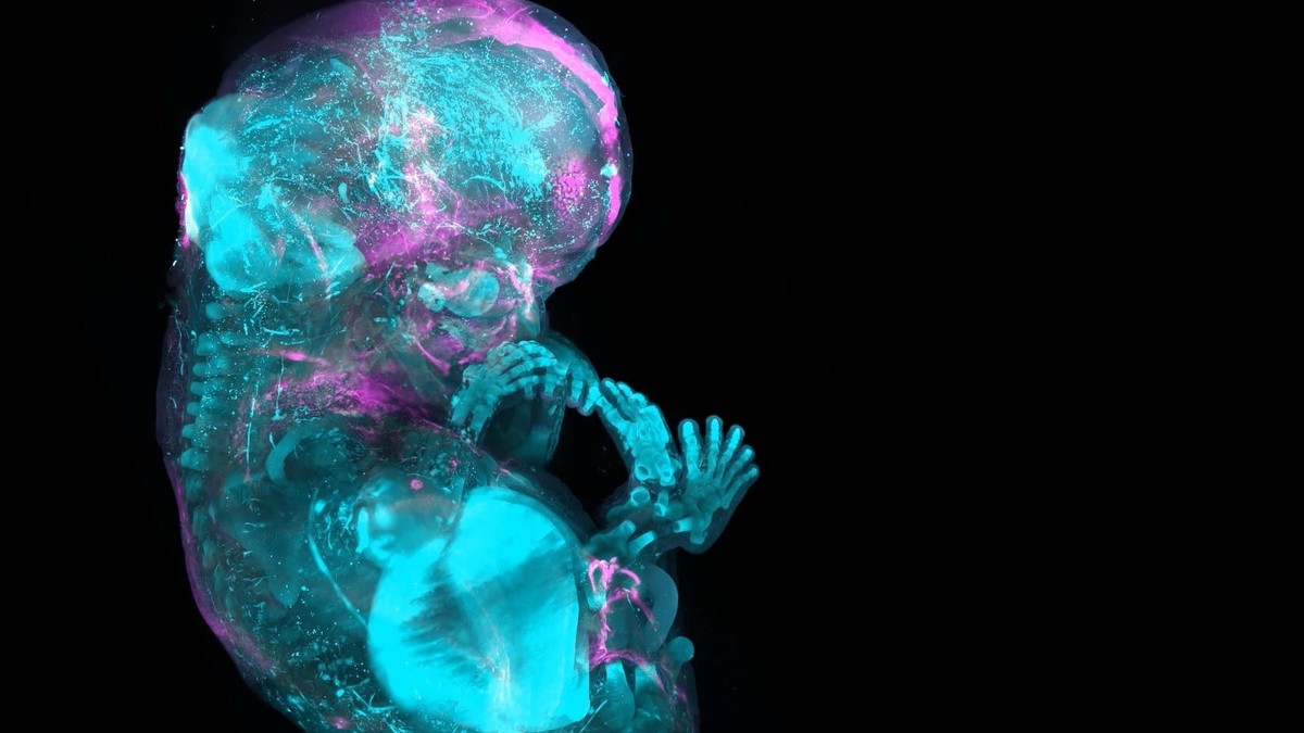 Embryo-Skelett: Forschende zeigen Knochenwachstum von Ungeborenen