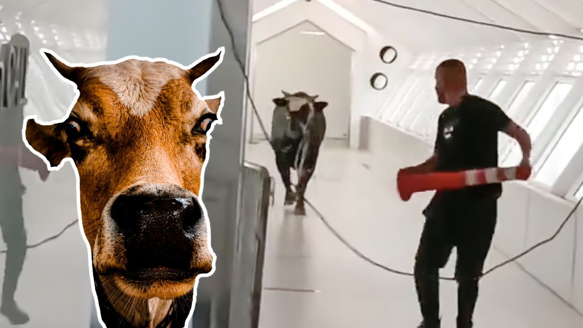 Stier rennt durch Bank in Israel und stiftet Chaos