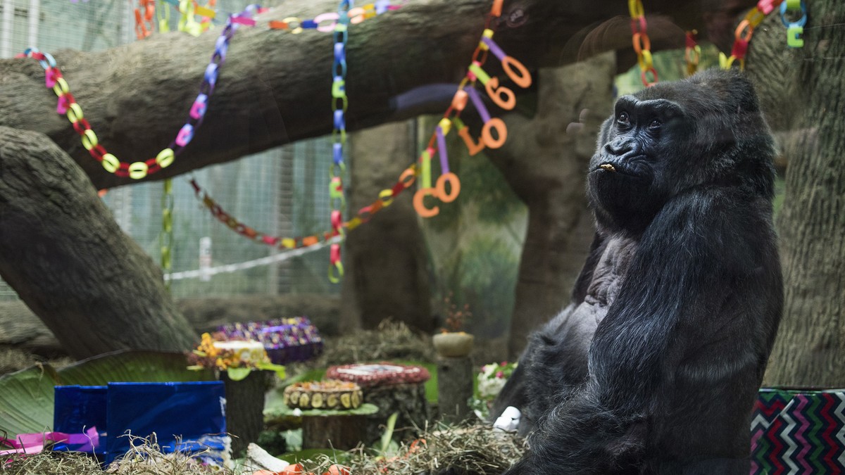 Rote Liste des WWF – Giraffe, Elefant und Co. sind die Verlierer dieses ...