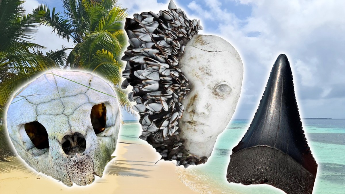 Strandferien: Diese Dinge haben Menschen am Strand gefunden