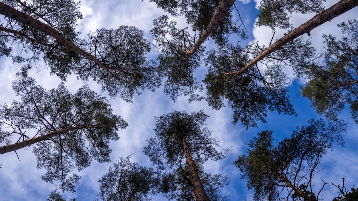 Stadt Zürich pflanzt «Mini-Wald» in Seebach