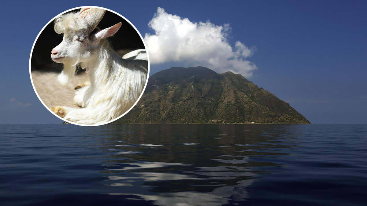 Alicudi will alle Ziegen loswerden