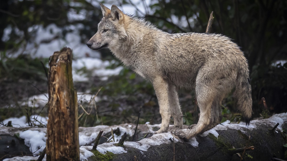 Wildhüter erlegen Jungwolf in St. Gallen und Leitwolf im Glarus