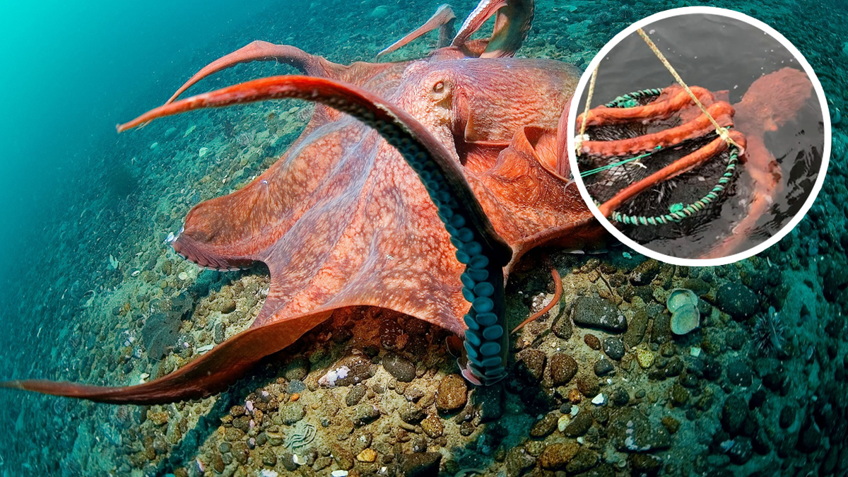 «Are you kidding me?» – Video von Riesenkraken begeistert Internet