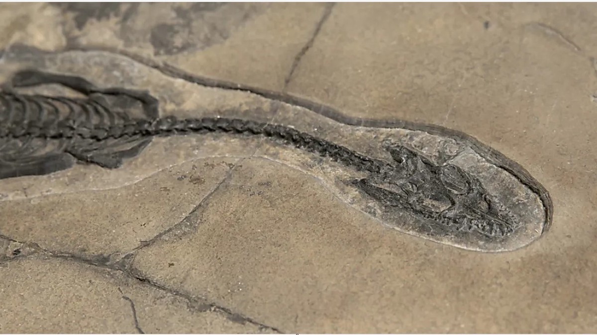 Neue Art von Meeresdinosaurier in Graubünden entdeckt