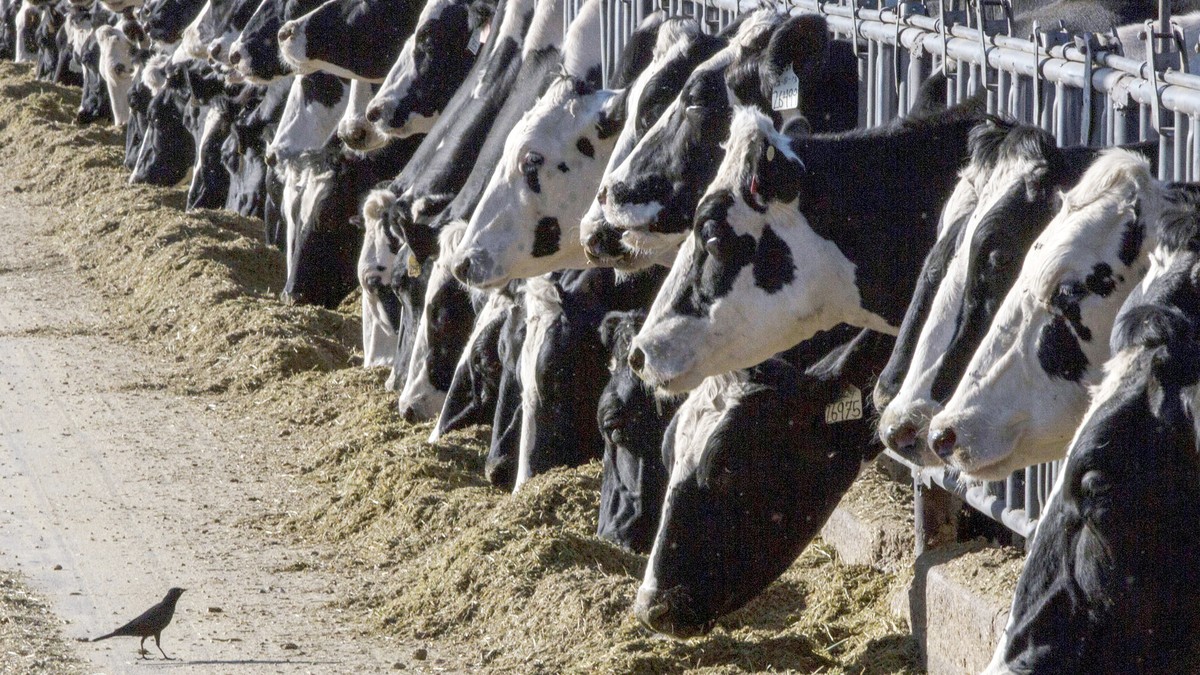 4 neue Vogelgrippe-Fälle beim Menschen in den USA