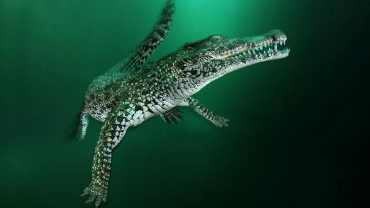 Das sind laut der BBC die besten Naturfotografien