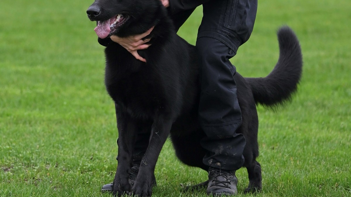 Polizeihunde schnappen in Baar ZG drei junge mutmassliche Einbrecher