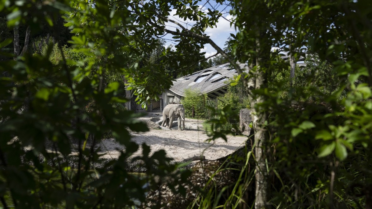 Zoo Zürich erhöht Eintrittspreise – alle neuen Tickets in der Übersicht