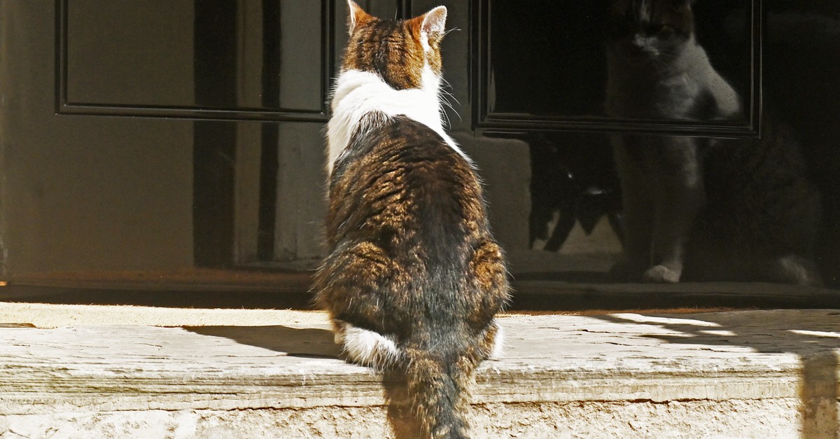 Sorge um 16-jährigen Larry the Cat: Downing Street klärt auf