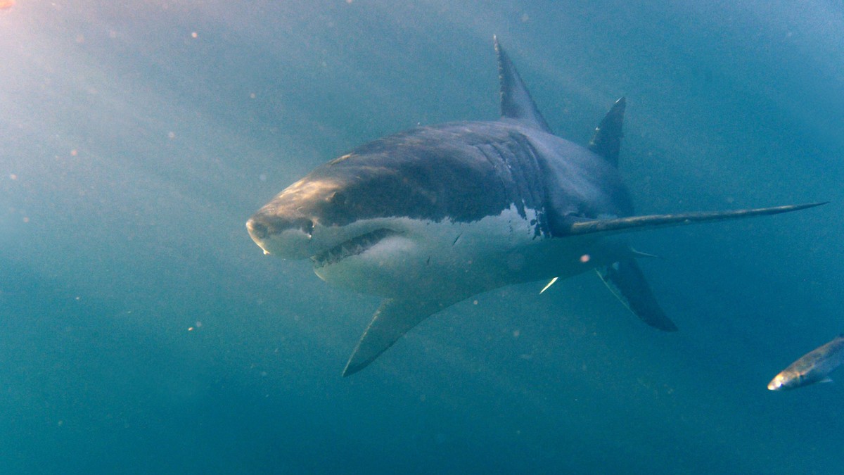 Drei Verletzte bei Hai-Angriffen in Florida