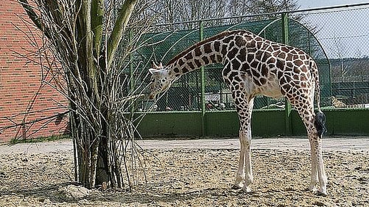 Noch ein dänischer Zoo will eine Giraffe namens Marius schlachten