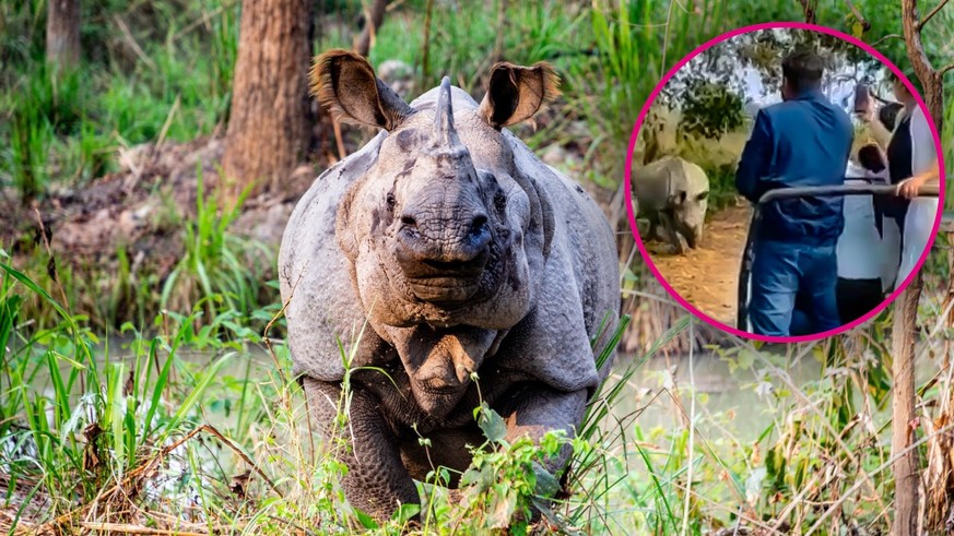 Nashorn-Attacke und Safariunfall in Indien – 7 Verletzte