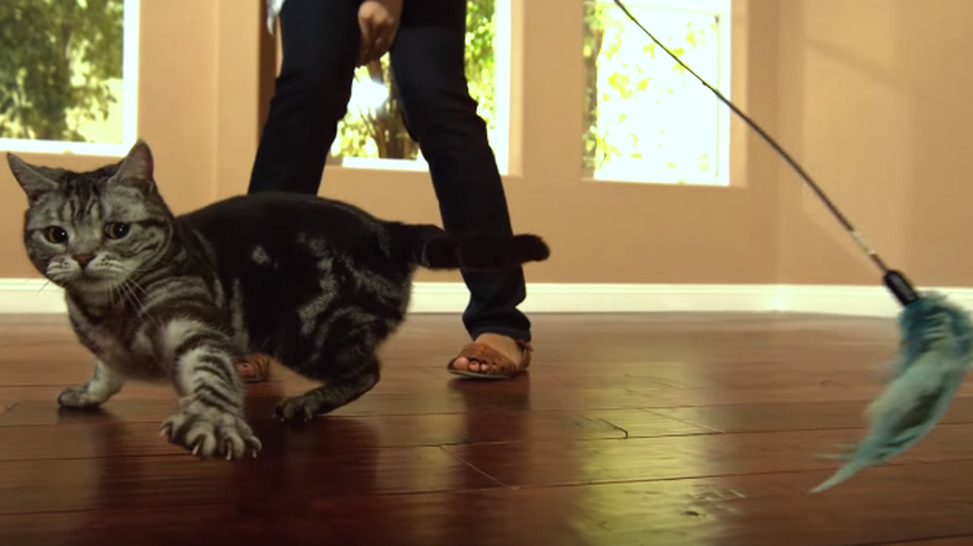 Katzen zeigen ihre anmutige Bewegungen im Slow-Motion-Video